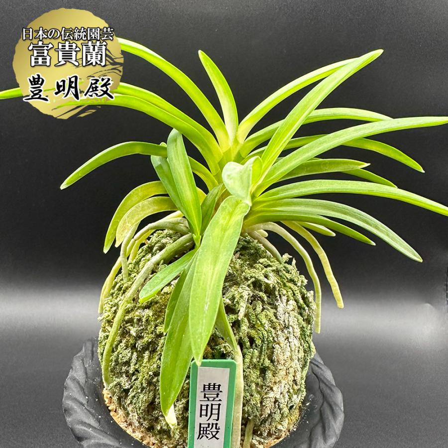 富貴蘭 豊明殿 3本立 現品 S26 フウキラン フウラン : fu-55 : OKABE GREEN JewelryPlant - 通販 - Yahoo!ショッピング