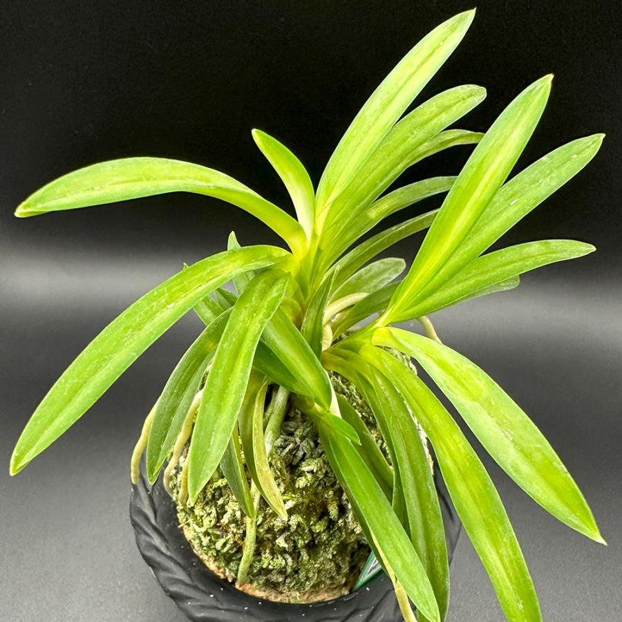 富貴蘭 豊明殿 3本立 現品 S26 フウキラン フウラン : fu-55 : OKABE GREEN JewelryPlant - 通販 - Yahoo!ショッピング