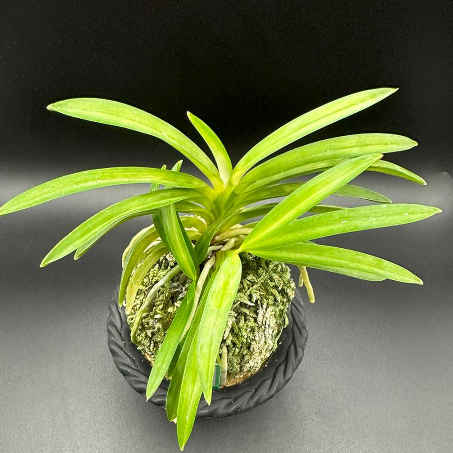 富貴蘭 豊明殿 3本立 S26 フウキラン フウラン :fu-55:OKABE GREEN JewelryPlant - 通販 - Yahoo!ショッピング