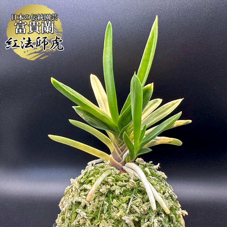 富貴蘭 紅法師虎 2本立 べにぼうしとら S29 フウキラン フウラン : OKABE GREEN JewelryPlant - 通販 - Yahoo!ショッピング