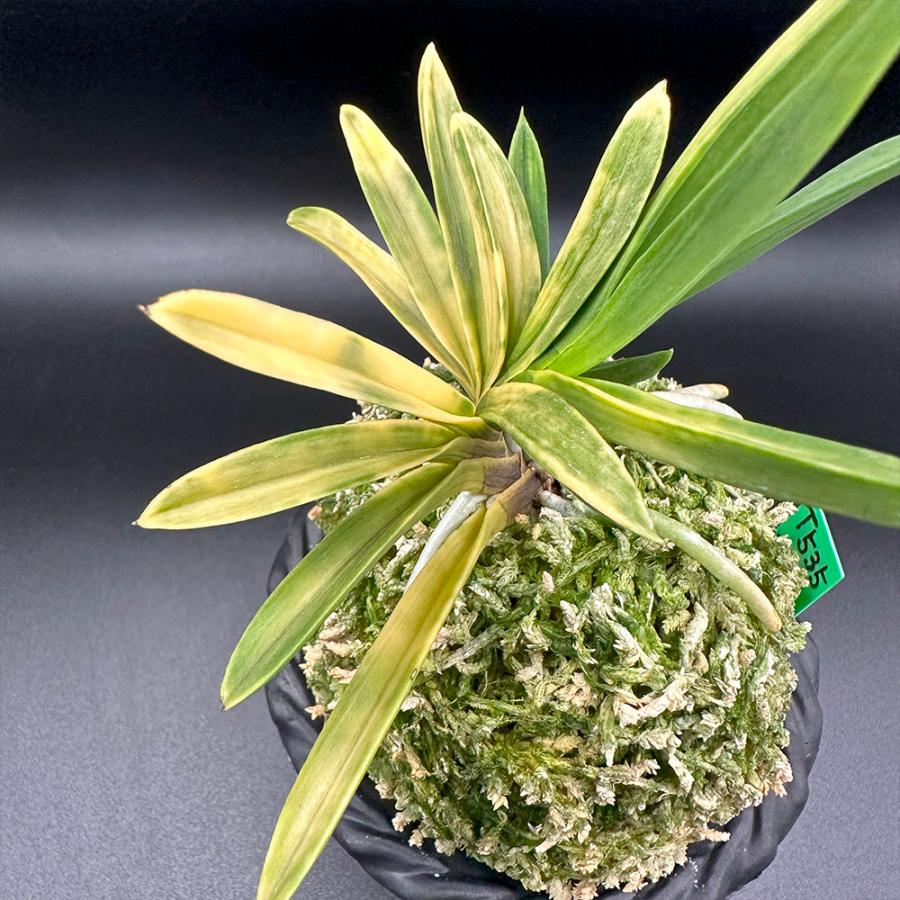 富貴蘭 紅法師虎 2本立 べにぼうしとら S29 フウキラン フウラン : OKABE GREEN JewelryPlant - 通販 - Yahoo!ショッピング