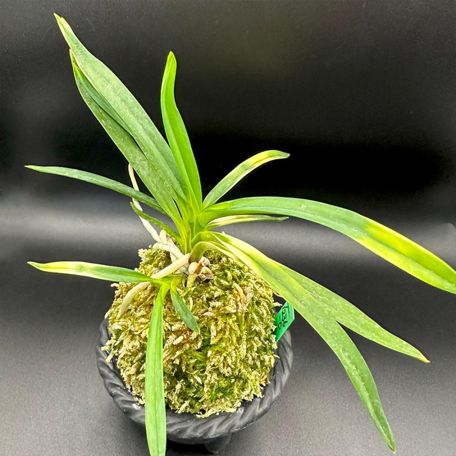 富貴蘭 紅河 S30 フウキラン フウラン :fu-59:OKABE GREEN JewelryPlant - 通販 - Yahoo!ショッピング