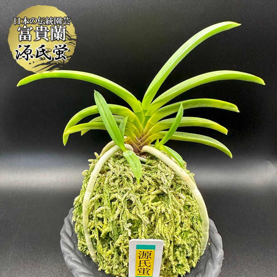 富貴蘭 源氏蛍 3本立 S31 フウキラン フウラン : fu-60 : OKABE GREEN JewelryPlant - 通販 - Yahoo!ショッピング