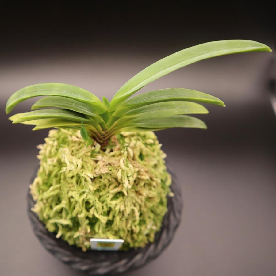富貴蘭 源氏蛍 S31 フウキラン フウラン :fu-60:OKABE GREEN JewelryPlant - 通販 - Yahoo!ショッピング