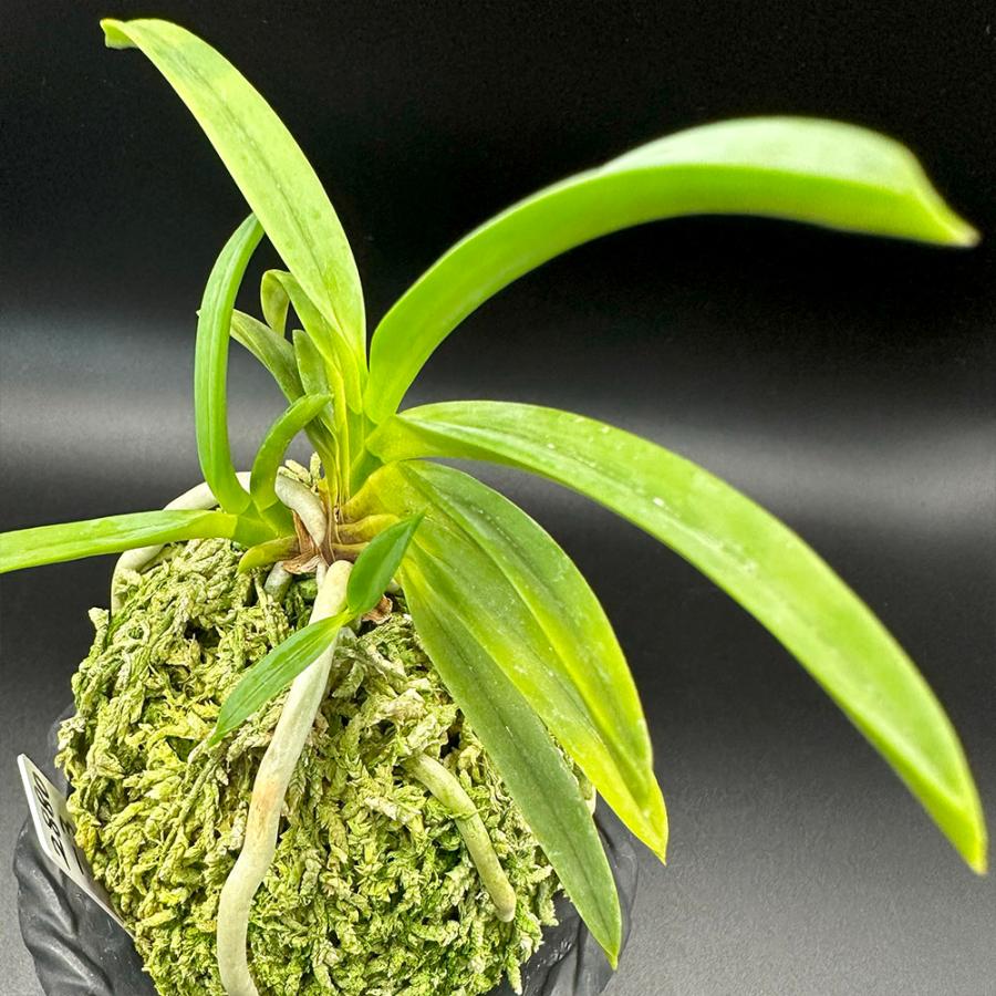 富貴蘭 源氏蛍 3本立 S31 フウキラン フウラン : fu-60 : OKABE GREEN JewelryPlant - 通販 - Yahoo!ショッピング