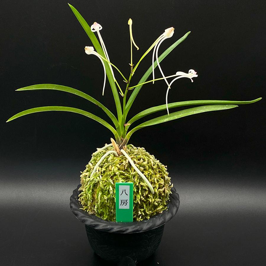 富貴蘭 八房 1本立 やつふさ 現品 T222-B フウキラン フウラン 送料無料 : fu-63 : OKABE GREEN JewelryPlant - 通販 - Yahoo!ショッピング