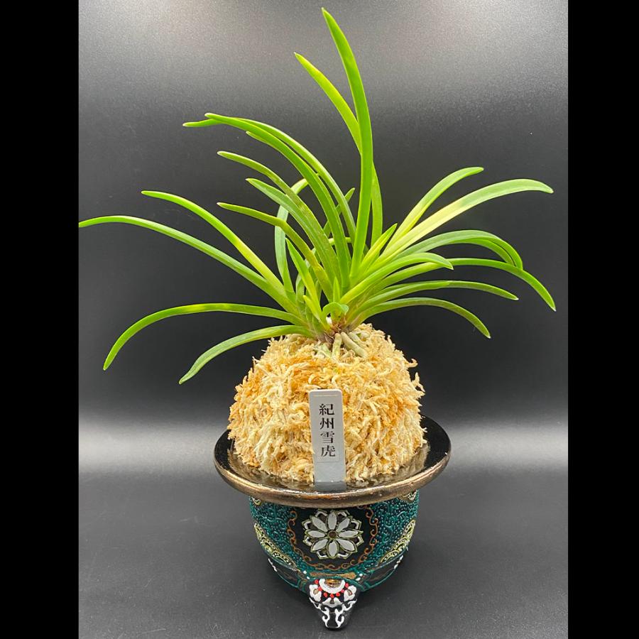 富貴蘭 風蘭 蘭 紀州雪虎 きしゅうせっこ 5本立 現品 TS フウキラン フウラン 送料無料 : fu-71 : OKABE GREEN JewelryPlant - 通販 - Yahoo ...