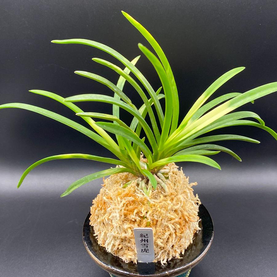 富貴蘭 風蘭 蘭 紀州雪虎 きしゅうせっこ 5本立 現品 TS フウキラン フウラン 送料無料 : fu-71 : OKABE GREEN JewelryPlant - 通販 - Yahoo ...