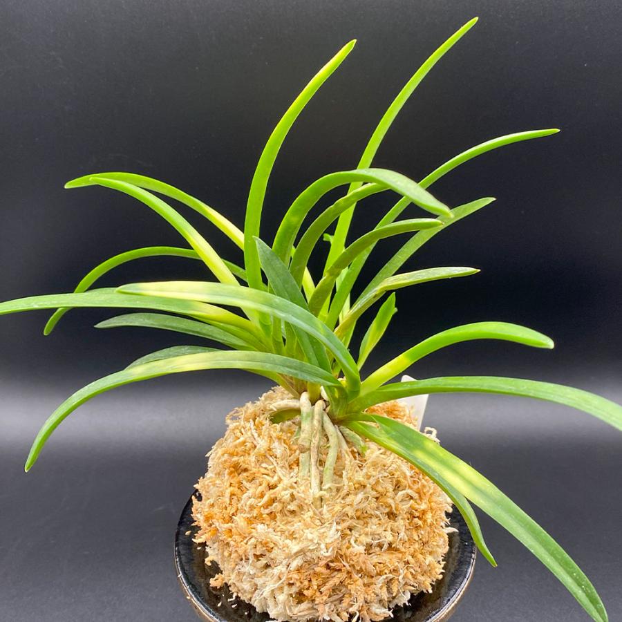 富貴蘭 風蘭 蘭 紀州雪虎 きしゅうせっこ 5本立 現品 TS フウキラン フウラン 送料無料 : fu-71 : OKABE GREEN JewelryPlant - 通販 - Yahoo ...