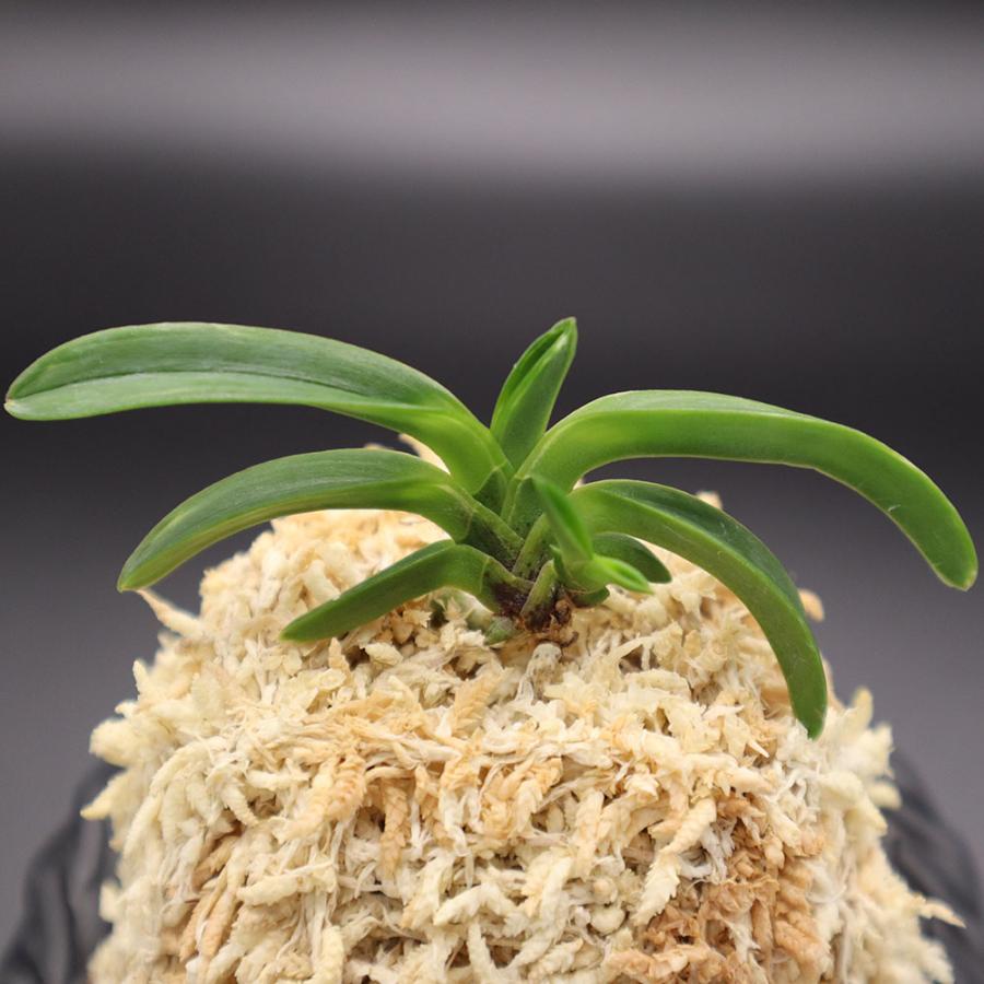 富貴蘭 神威 カムイ S44 フウキラン フウラン :fu-73:OKABE GREEN JewelryPlant - 通販 - Yahoo!ショッピング