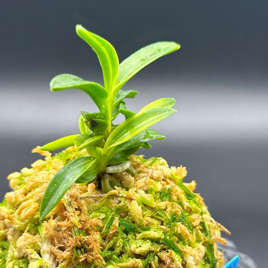 富貴蘭 風蘭 蘭 夢幻錦 むげんにしき 5本立 現品 T729 フウキラン フウラン 送料無料 : OKABE GREEN JewelryPlant - 通販 - Yahoo!ショッピング