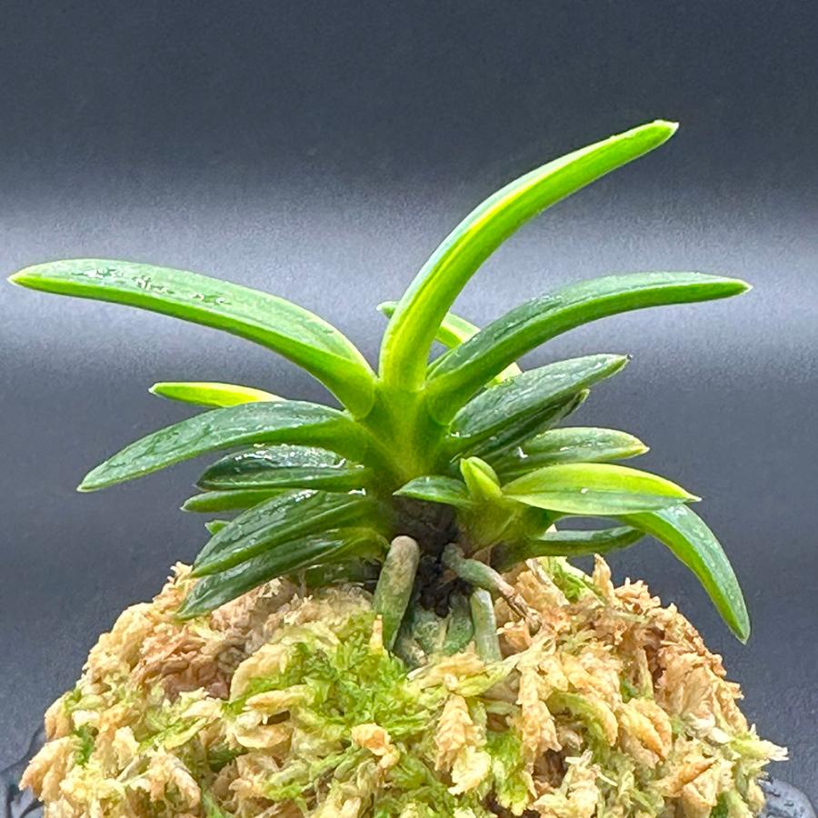 富貴蘭 風蘭 蘭 夢幻錦 むげんにしき 5本立 現品 T729 フウキラン フウラン 送料無料 : OKABE GREEN JewelryPlant - 通販 - Yahoo!ショッピング