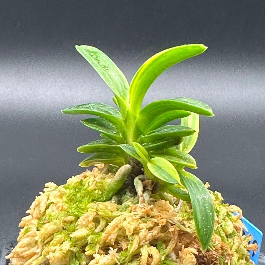 富貴蘭 風蘭 蘭 夢幻錦 むげんにしき 5本立 現品 T729 フウキラン フウラン 送料無料 : OKABE GREEN JewelryPlant - 通販 - Yahoo!ショッピング