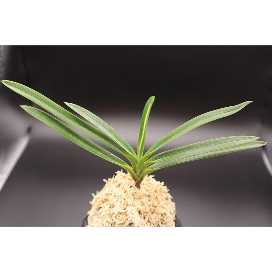 富貴蘭 白牡丹 ハクボタン S47 フウキラン フウラン :fu-76:OKABE GREEN JewelryPlant - 通販 - Yahoo!ショッピング