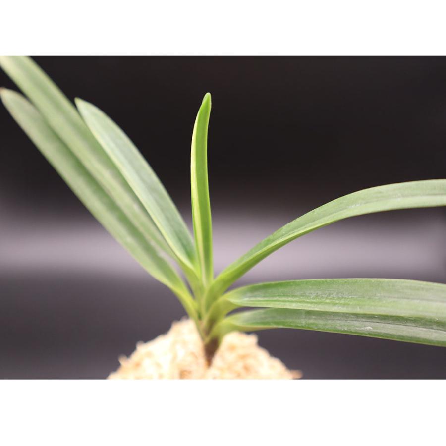 富貴蘭 白牡丹 ハクボタン S47 フウキラン フウラン :fu-76:OKABE GREEN JewelryPlant - 通販 - Yahoo!ショッピング