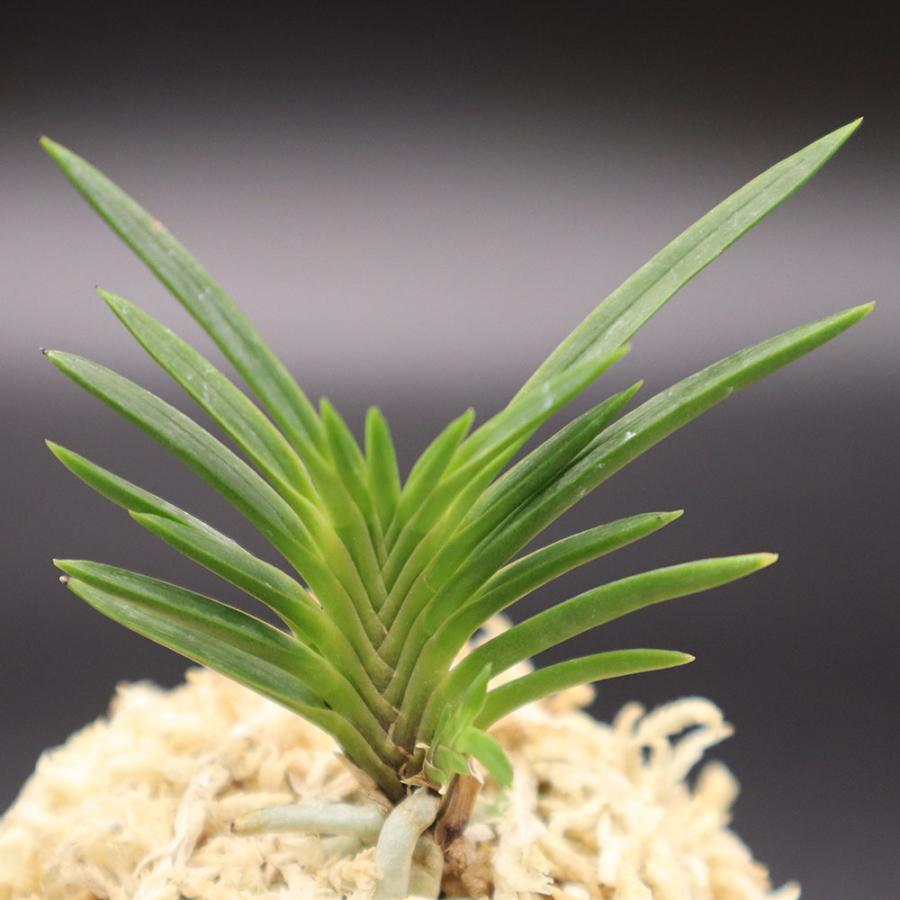 富貴蘭 舞扇 マイオウギ S49 フウキラン フウラン : OKABE GREEN JewelryPlant - 通販 - Yahoo!ショッピング