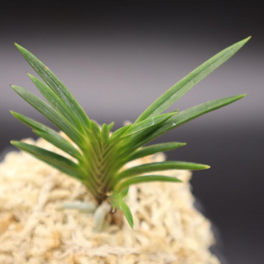 富貴蘭 舞扇 マイオウギ S49 フウキラン フウラン : OKABE GREEN JewelryPlant - 通販 - Yahoo!ショッピング