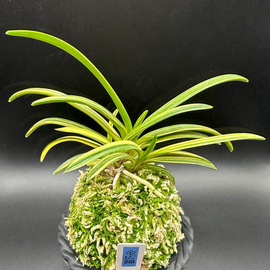 富貴蘭 金広錦 きんこうにしき fu-8004 フウキラン フウラン :fu-8004:OKABE GREEN JewelryPlant - 通販 - Yahoo!ショッピング