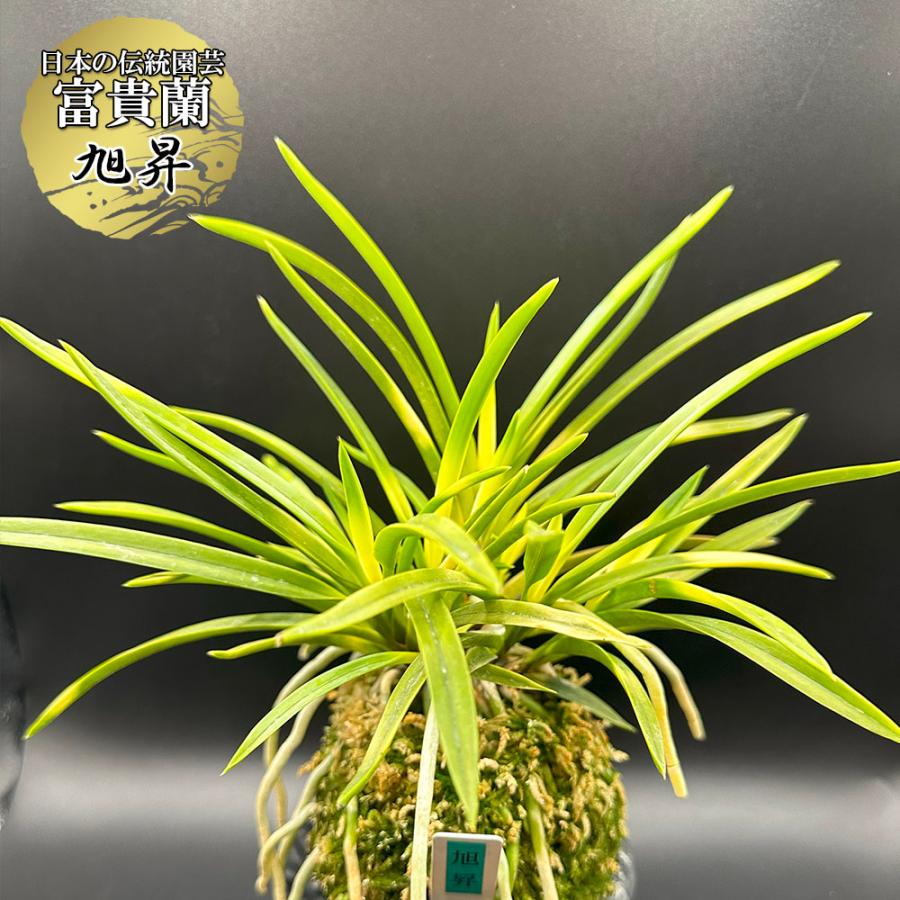 富貴蘭 旭昇 きょくしょう fu-8014 フウキラン フウラン : OKABE GREEN JewelryPlant - 通販 - Yahoo!ショッピング