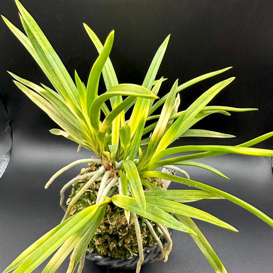 富貴蘭 旭昇 きょくしょう fu-8014 フウキラン フウラン : OKABE GREEN JewelryPlant - 通販 - Yahoo!ショッピング