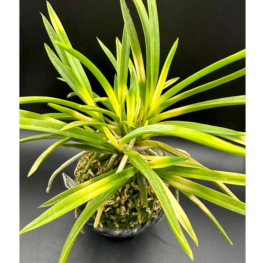 富貴蘭 旭昇 きょくしょう fu-8014 フウキラン フウラン : OKABE GREEN JewelryPlant - 通販 - Yahoo!ショッピング