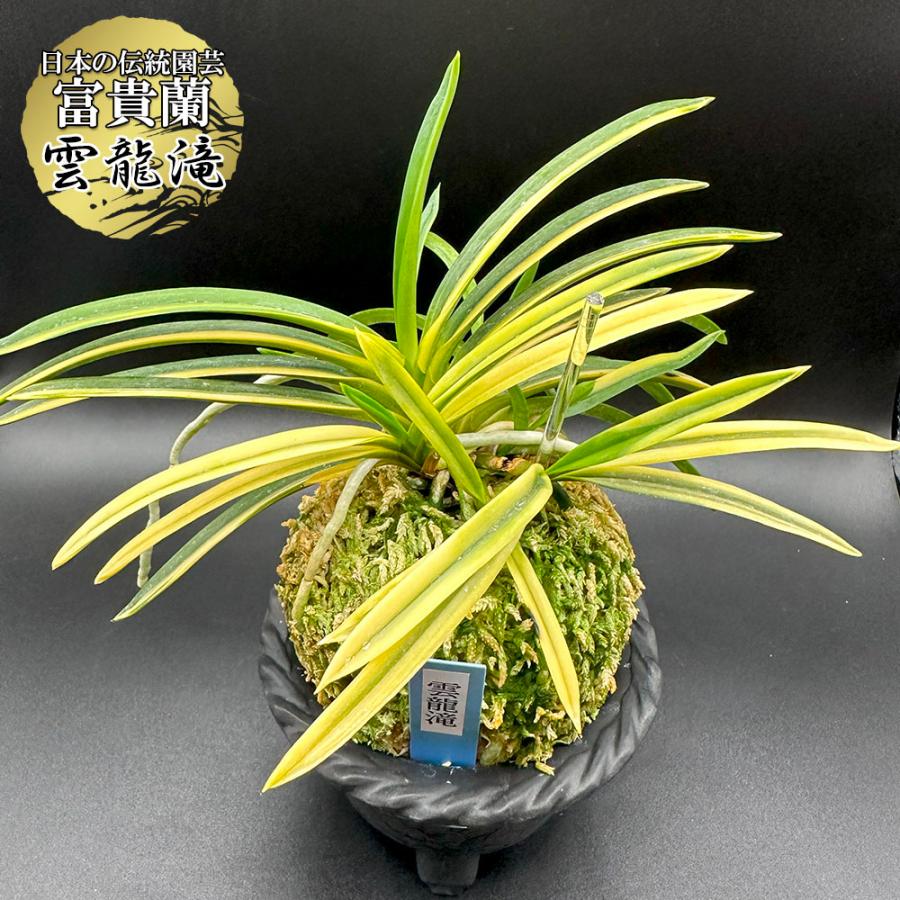 富貴蘭 雲龍滝 うんりゅうたき fu-8066 フウキラン フウラン : OKABE GREEN JewelryPlant - 通販 - Yahoo!ショッピング