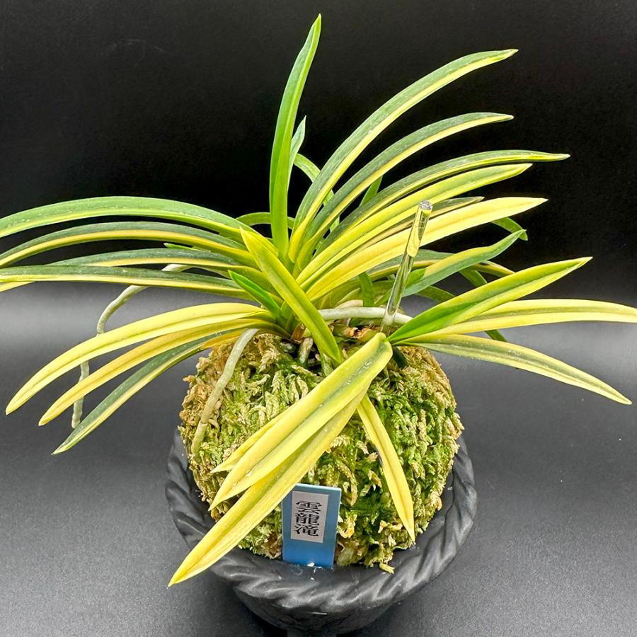 富貴蘭 雲龍滝 うんりゅうたき fu-8066 フウキラン フウラン :fu-8066:OKABE GREEN JewelryPlant - 通販 - Yahoo!ショッピング