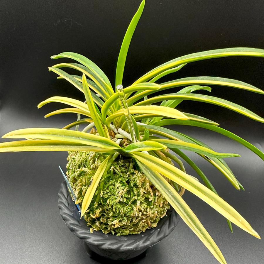 富貴蘭 雲龍滝 うんりゅうたき fu-8066 フウキラン フウラン : OKABE GREEN JewelryPlant - 通販 - Yahoo!ショッピング