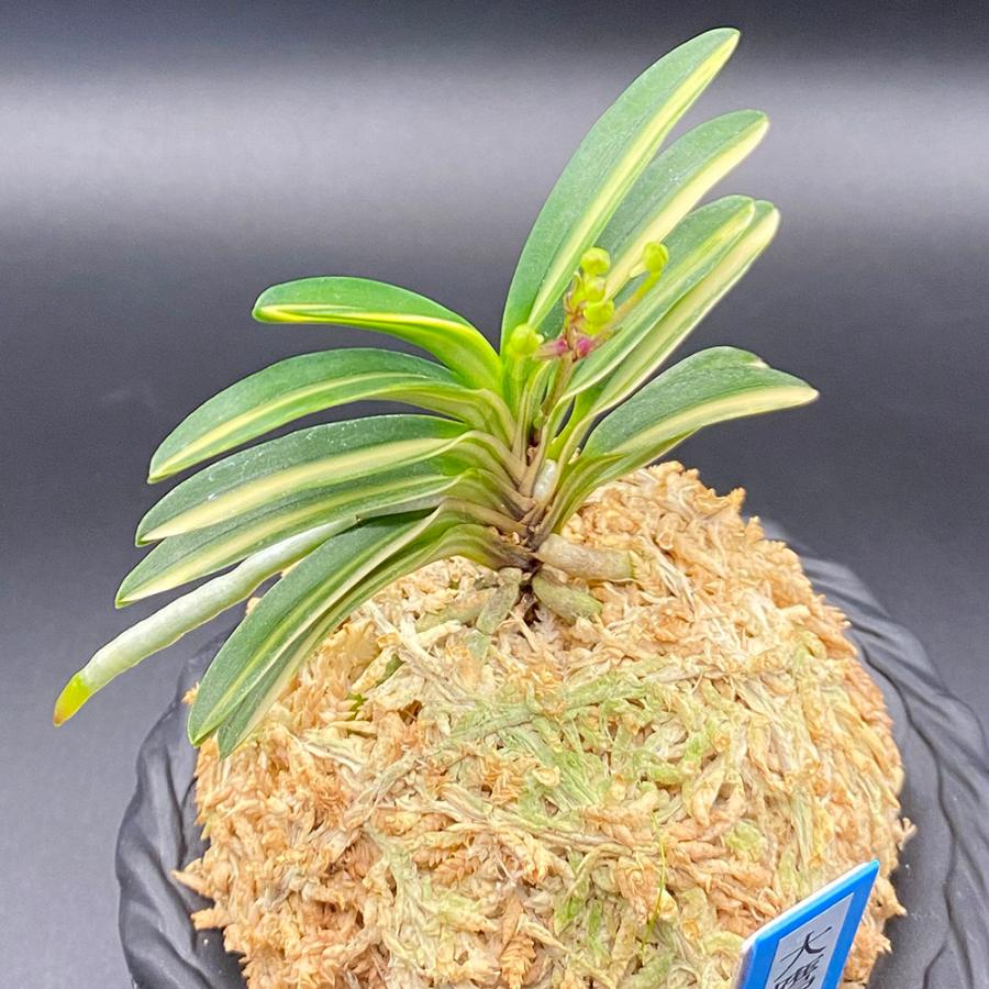 富貴蘭 風蘭 蘭 大鷹丸縞 おおたかまるしま 1本立 現品 T704 フウキラン フウラン 送料無料 : OKABE GREEN JewelryPlant - 通販 - Yahoo!ショッピング