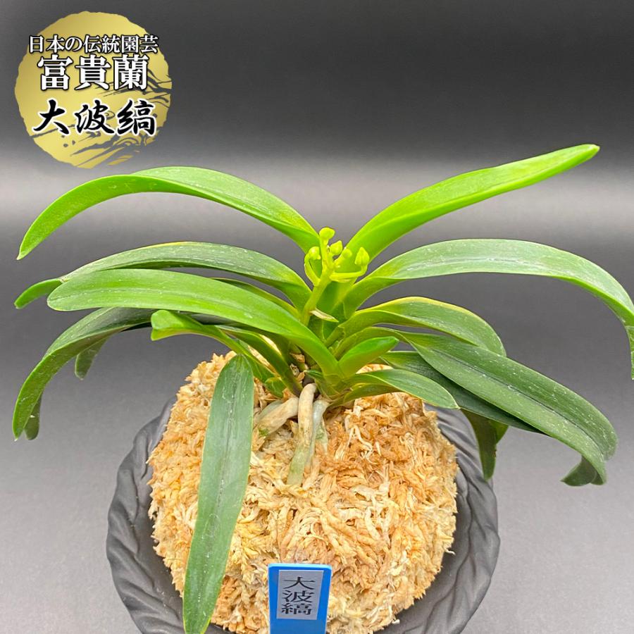 富貴蘭 風蘭 蘭 大波縞 おおなみしま 3本立 現品 T634 フウキラン フウラン 送料無料 : OKABE GREEN JewelryPlant - 通販 - Yahoo!ショッピング