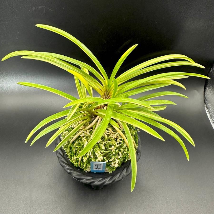 富貴蘭 風蘭 蘭 大波縞 おおなみしま 3本立 現品 T634 フウキラン フウラン 送料無料 : OKABE GREEN JewelryPlant - 通販 - Yahoo!ショッピング