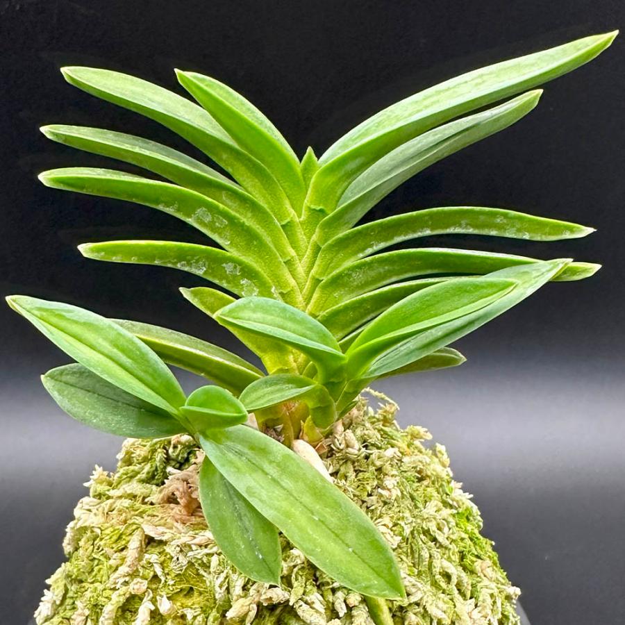 富貴蘭 聖蜻 ひじりやんま fu-t10 フウキラン フウラン : fu-t10 : OKABE GREEN JewelryPlant - 通販 - Yahoo!ショッピング