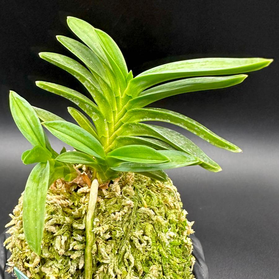 富貴蘭 聖蜻 ひじりやんま fu-t10 フウキラン フウラン : fu-t10 : OKABE GREEN JewelryPlant - 通販 - Yahoo!ショッピング