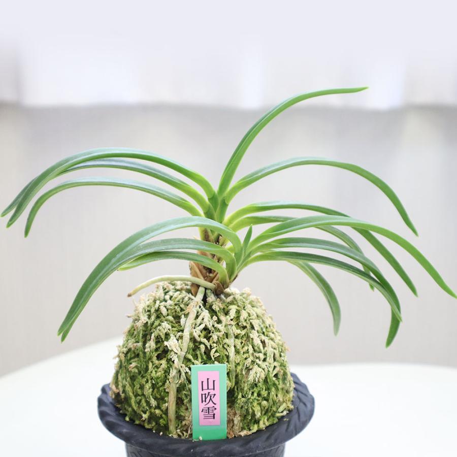 富貴蘭 風蘭 蘭 山吹雪 やまふぶき 現品 2本立 fu-t12 フウキラン フウラン : OKABE GREEN JewelryPlant - 通販 - Yahoo!ショッピング