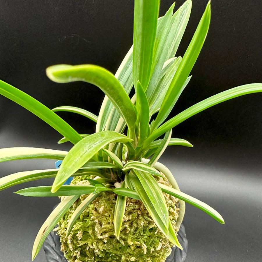 富貴蘭 桃山錦 ももやまにしき fu-t122 フウキラン フウラン : OKABE GREEN JewelryPlant - 通販 - Yahoo!ショッピング