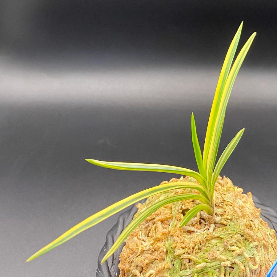 富貴蘭 風蘭 蘭 花纏縞 はなまといしま 1本立 現品 T504-A フウキラン フウラン 送料無料 : OKABE GREEN JewelryPlant - 通販 - Yahoo!ショッピング