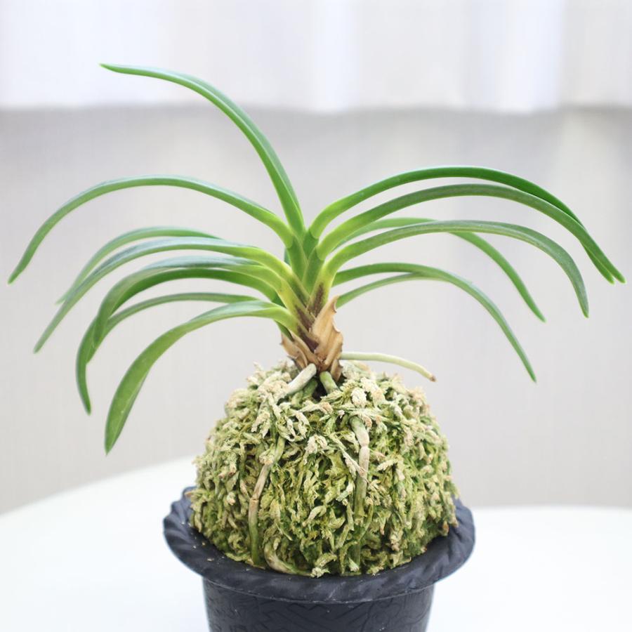 富貴蘭 風蘭 蘭 山吹雪 やまふぶき 現品 2本立 fu-t12 フウキラン フウラン : OKABE GREEN JewelryPlant - 通販 - Yahoo!ショッピング