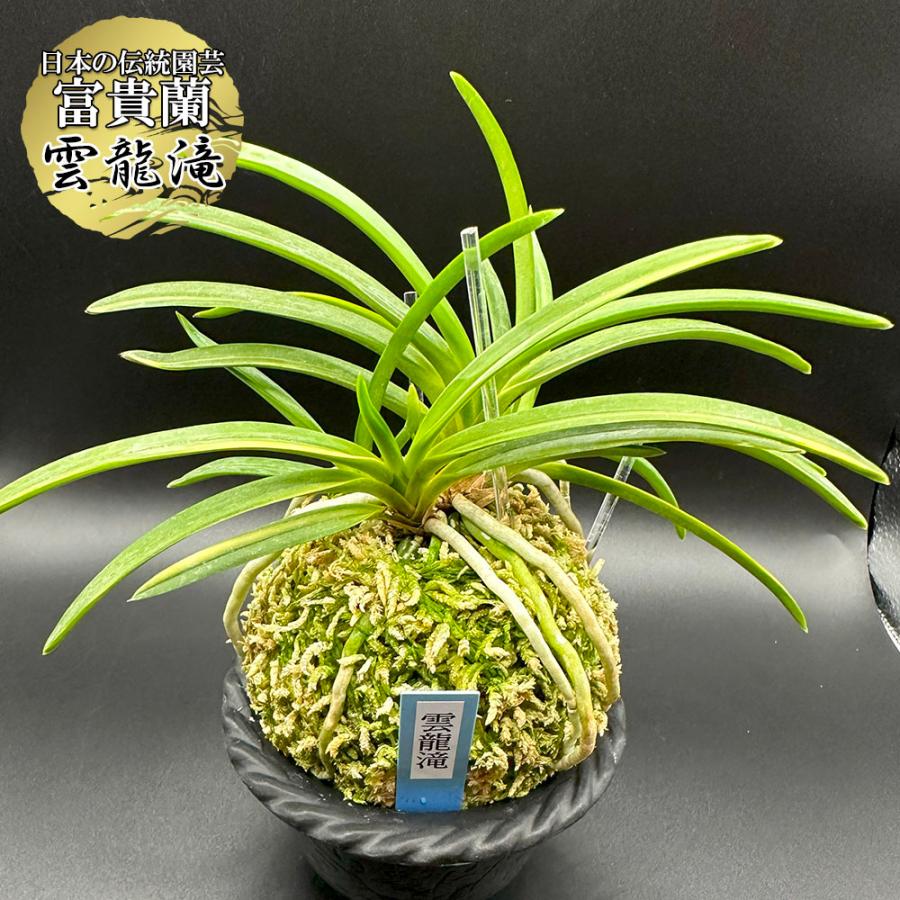 富貴蘭 雲龍滝 うんりゅうたき fu-t142 フウキラン フウラン : OKABE GREEN JewelryPlant - 通販 - Yahoo!ショッピング