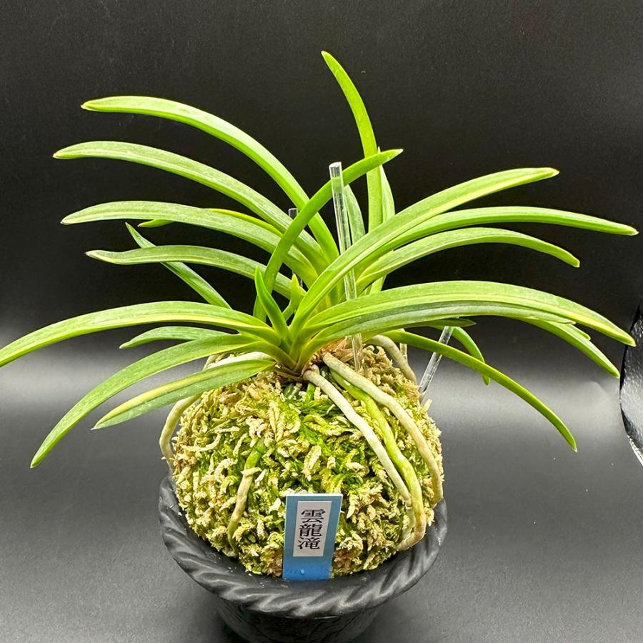 富貴蘭 雲龍滝 うんりゅうたき fu-t142 フウキラン フウラン : OKABE GREEN JewelryPlant - 通販 - Yahoo!ショッピング