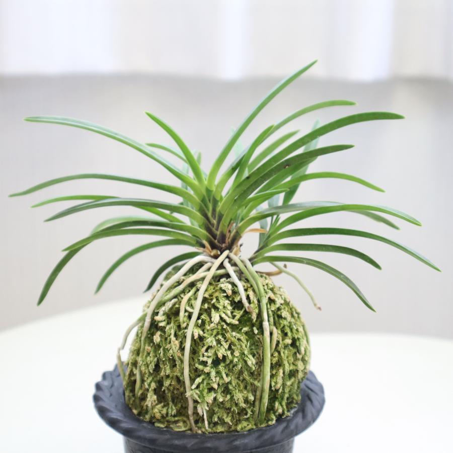 富貴蘭 阿波緑 あわみどり fu-t172 フウキラン フウラン : OKABE GREEN JewelryPlant - 通販 ...