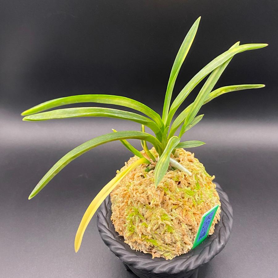 富貴蘭 風蘭 蘭 天の川縞 あまのがわしま 3本立 現品 T642 フウキラン フウラン 送料無料 : OKABE GREEN JewelryPlant - 通販 - Yahoo!ショッピング