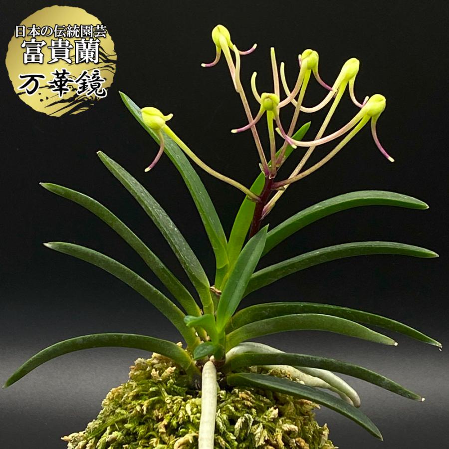 富貴蘭 万華鏡 2本立 まんげきょう 現品 T479 フウキラン フウラン 送料無料 : OKABE GREEN JewelryPlant - 通販 - Yahoo!ショッピング