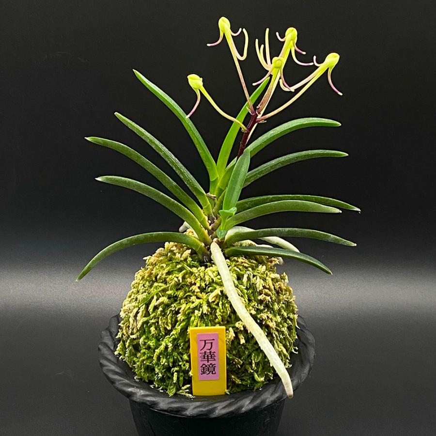 富貴蘭 万華鏡 2本立 まんげきょう 現品 T479 フウキラン フウラン 送料無料 : OKABE GREEN JewelryPlant - 通販 - Yahoo!ショッピング