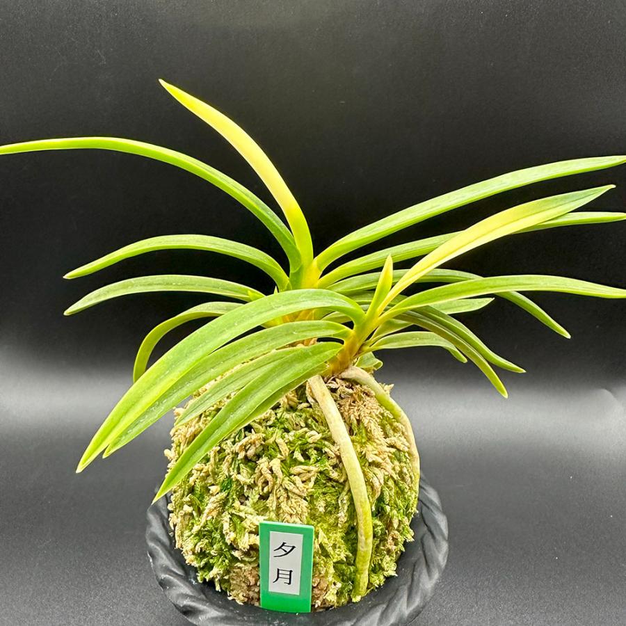 富貴蘭 夕月 ゆうづき fu-t362 フウキラン フウラン :fu-t362:OKABE GREEN JewelryPlant - 通販 - Yahoo!ショッピング