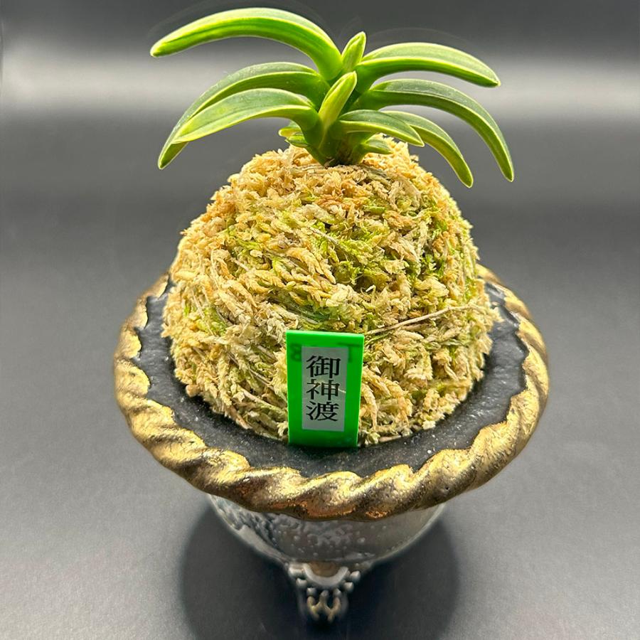 富貴蘭 風蘭 蘭 御神渡 おみわたり 2本立 現品 T748 フウキラン フウラン : fu-t362 : OKABE GREEN JewelryPlant - 通販 - Yahoo!ショッピング