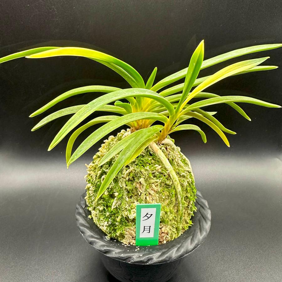 富貴蘭 夕月 ゆうづき fu-t362 フウキラン フウラン :fu-t362:OKABE GREEN JewelryPlant - 通販 - Yahoo!ショッピング
