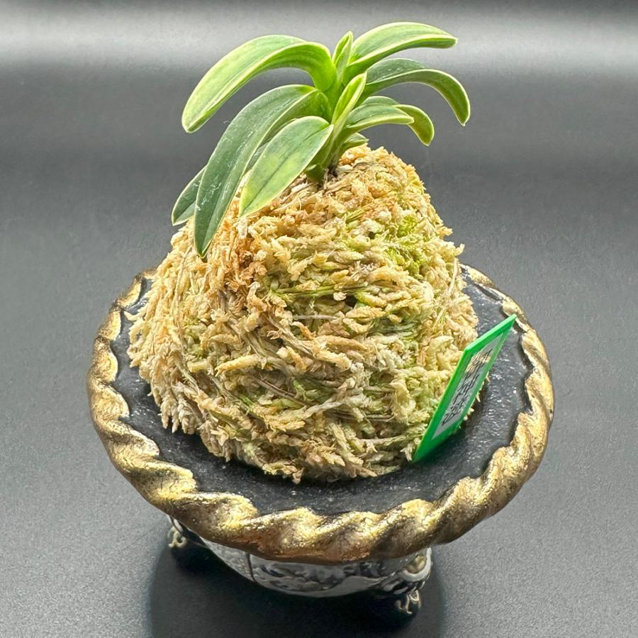 富貴蘭 風蘭 蘭 御神渡 おみわたり 2本立 現品 T748 フウキラン フウラン : fu-t362 : OKABE GREEN JewelryPlant - 通販 - Yahoo!ショッピング