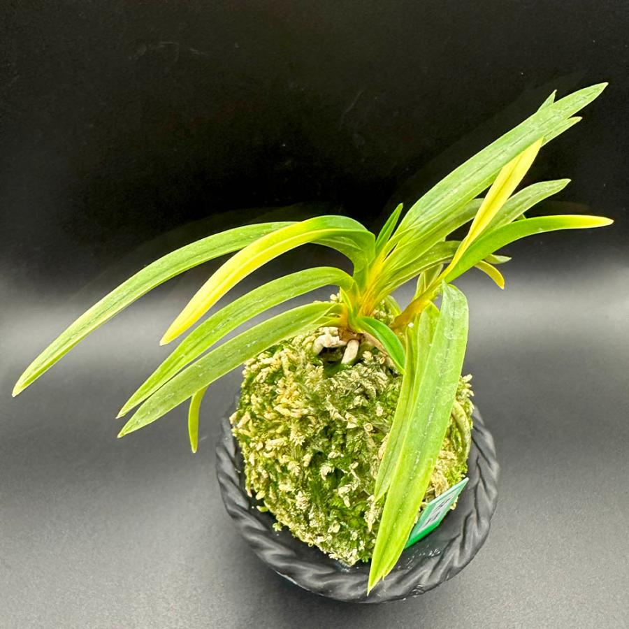 富貴蘭 夕月 ゆうづき fu-t362 フウキラン フウラン :fu-t362:OKABE GREEN JewelryPlant - 通販 - Yahoo!ショッピング