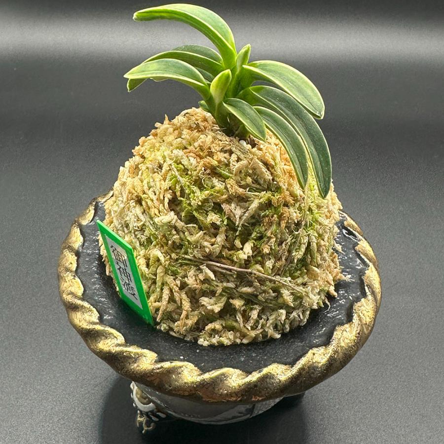 富貴蘭 風蘭 蘭 御神渡 おみわたり 2本立 現品 T748 フウキラン フウラン : fu-t362 : OKABE GREEN JewelryPlant - 通販 - Yahoo!ショッピング