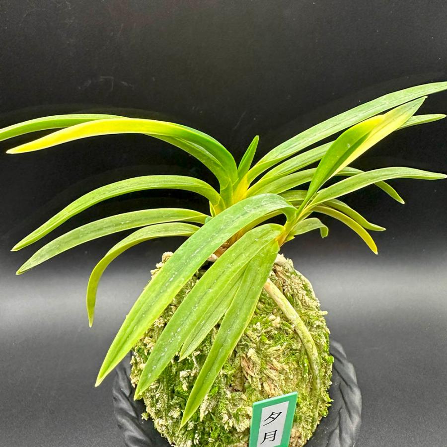 富貴蘭 夕月 ゆうづき fu-t362 フウキラン フウラン :fu-t362:OKABE GREEN JewelryPlant - 通販 - Yahoo!ショッピング